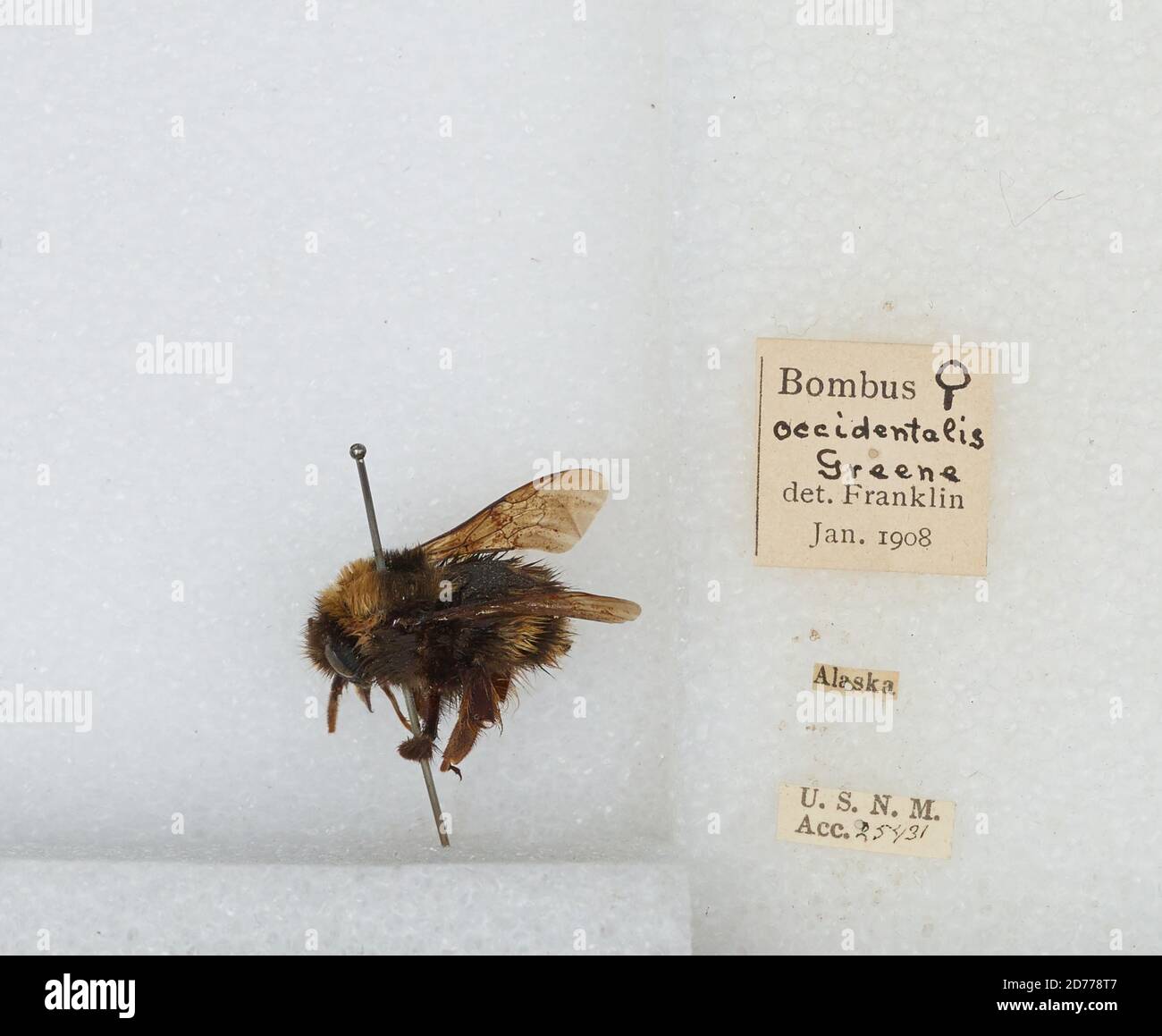 Alaska, United States, Bombus (Bombus) occidentalis Greene, Animalia ...