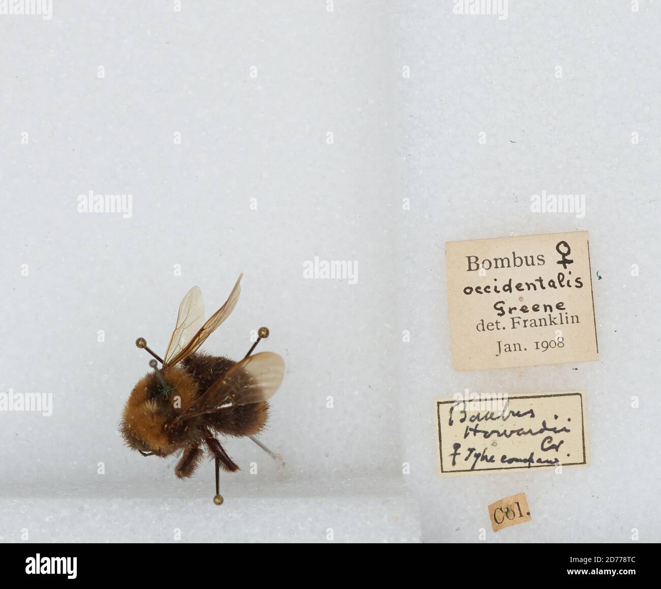 Colorado, United States, Bombus (Bombus) occidentalis Greene, Animalia ...