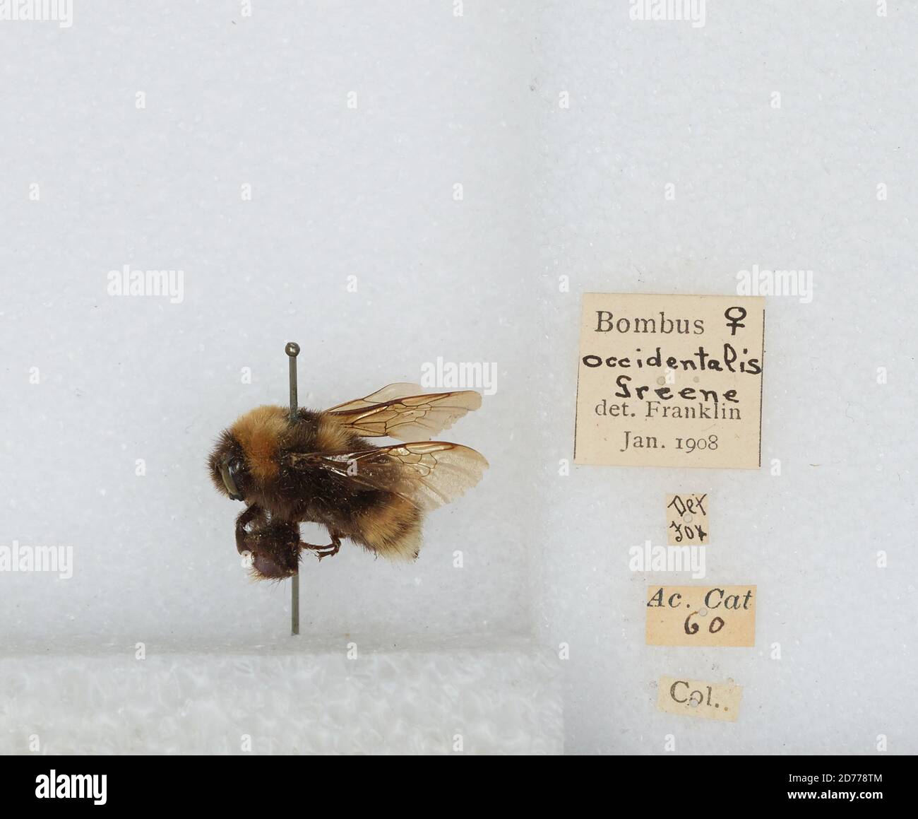 Colorado, United States, Bombus (Bombus) occidentalis Greene, Animalia ...