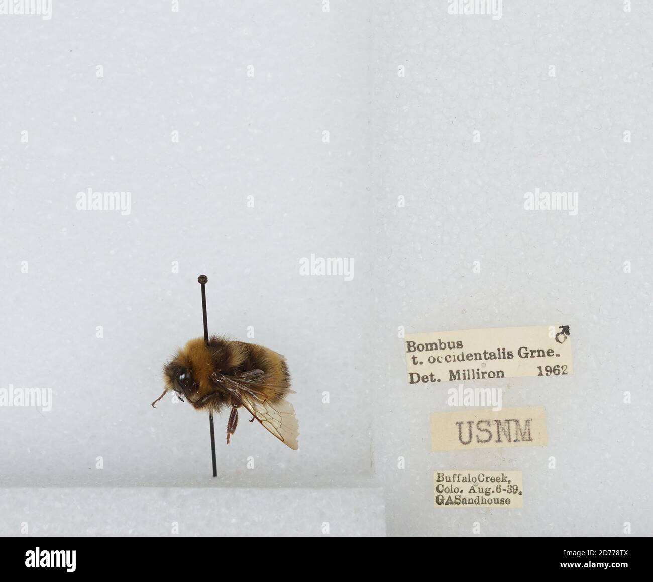 Buffalo Creek, Jefferson, Colorado, United States, Bombus (Bombus ...