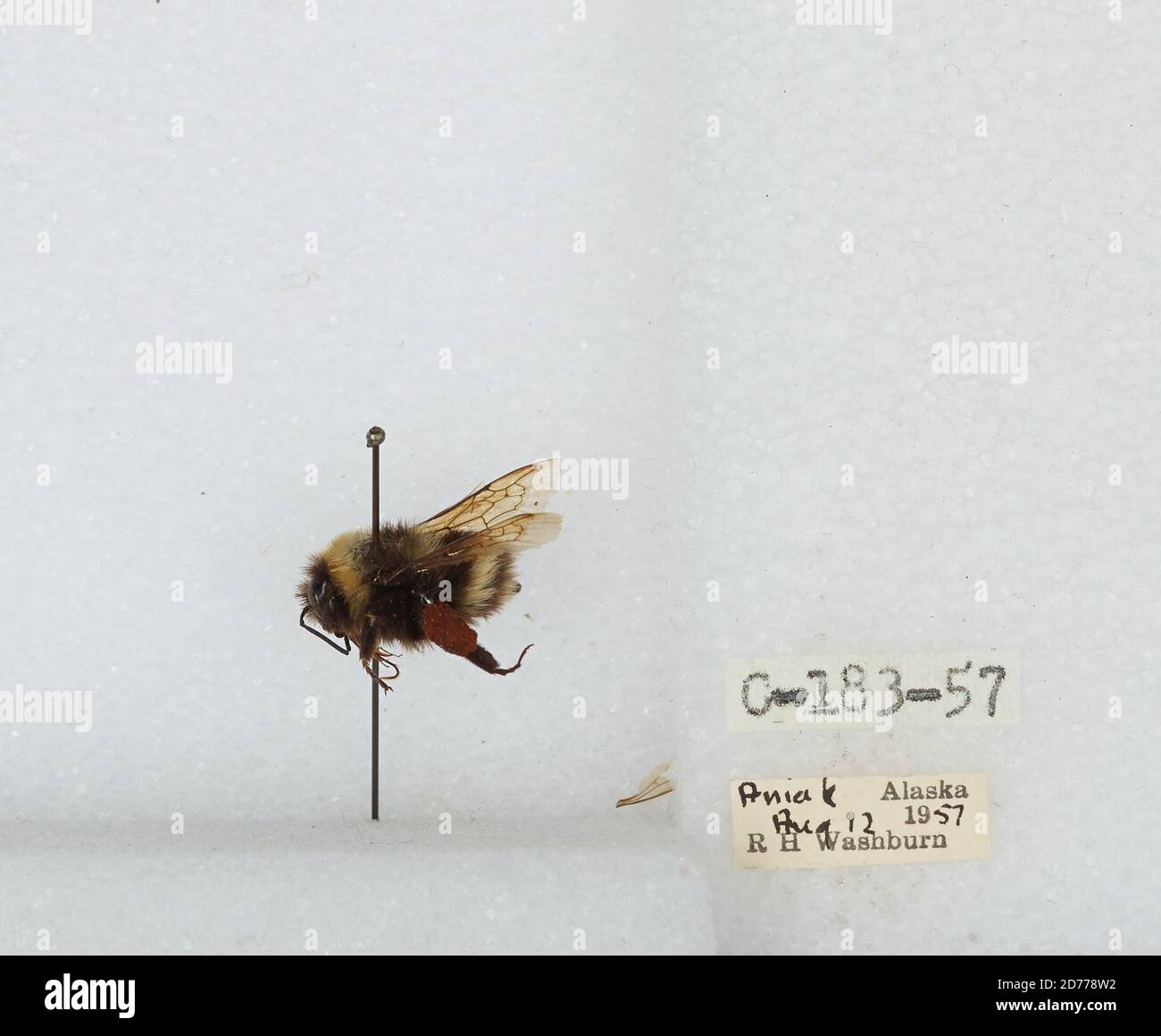 Aniak, Bethel, Alaska, United States, Bombus (Bombus) occidentalis ...