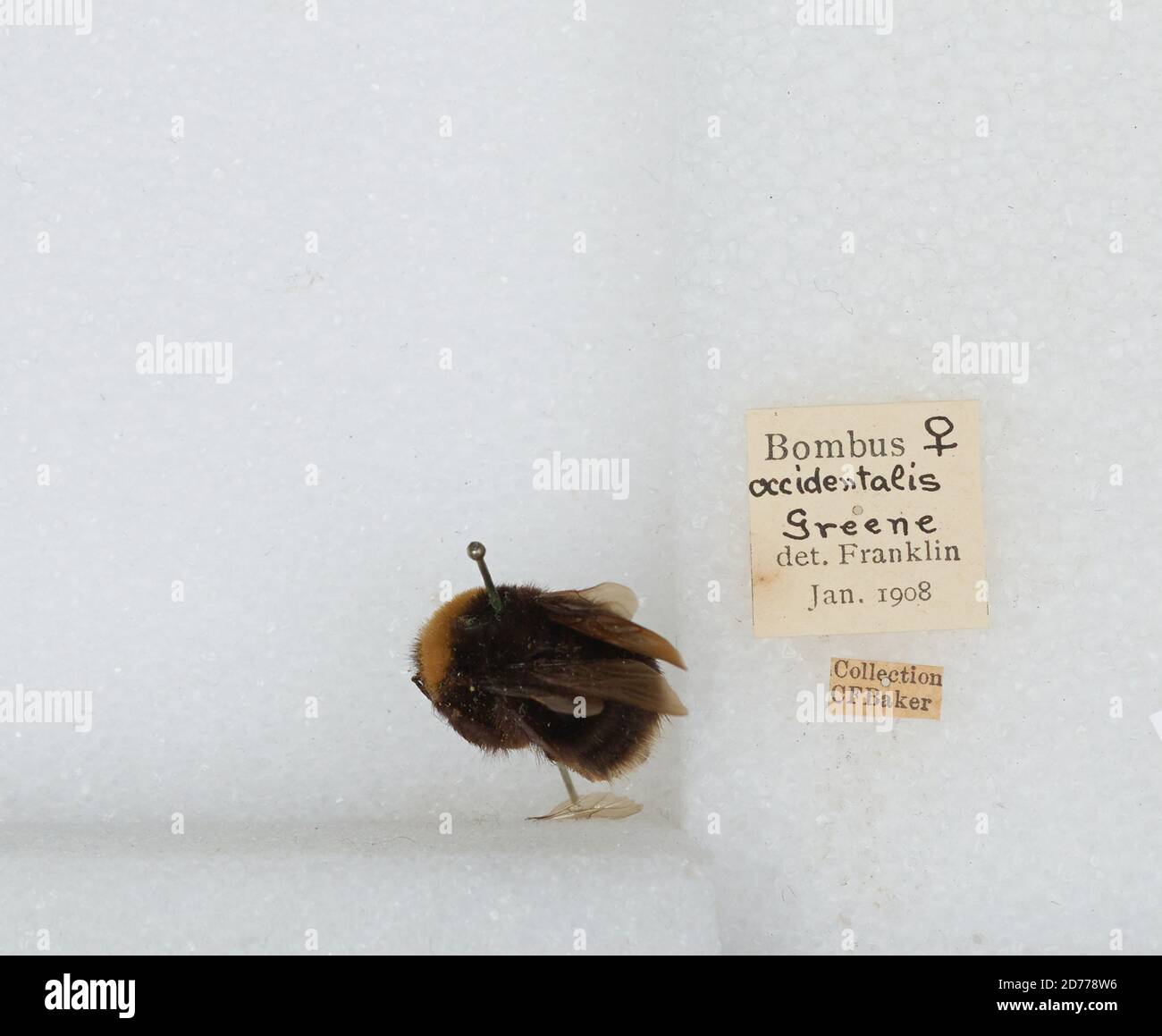 Bombus (Bombus) occidentalis Greene, Animalia, Arthropoda, Insecta ...