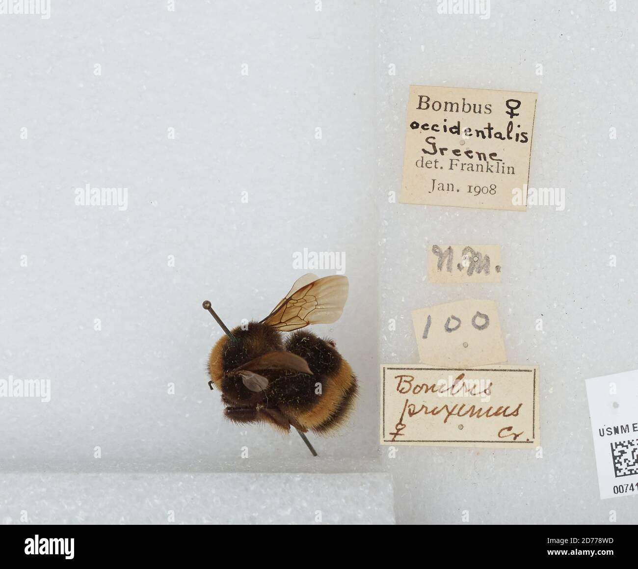 Bombus (Bombus) occidentalis Greene, Animalia, Arthropoda, Insecta ...