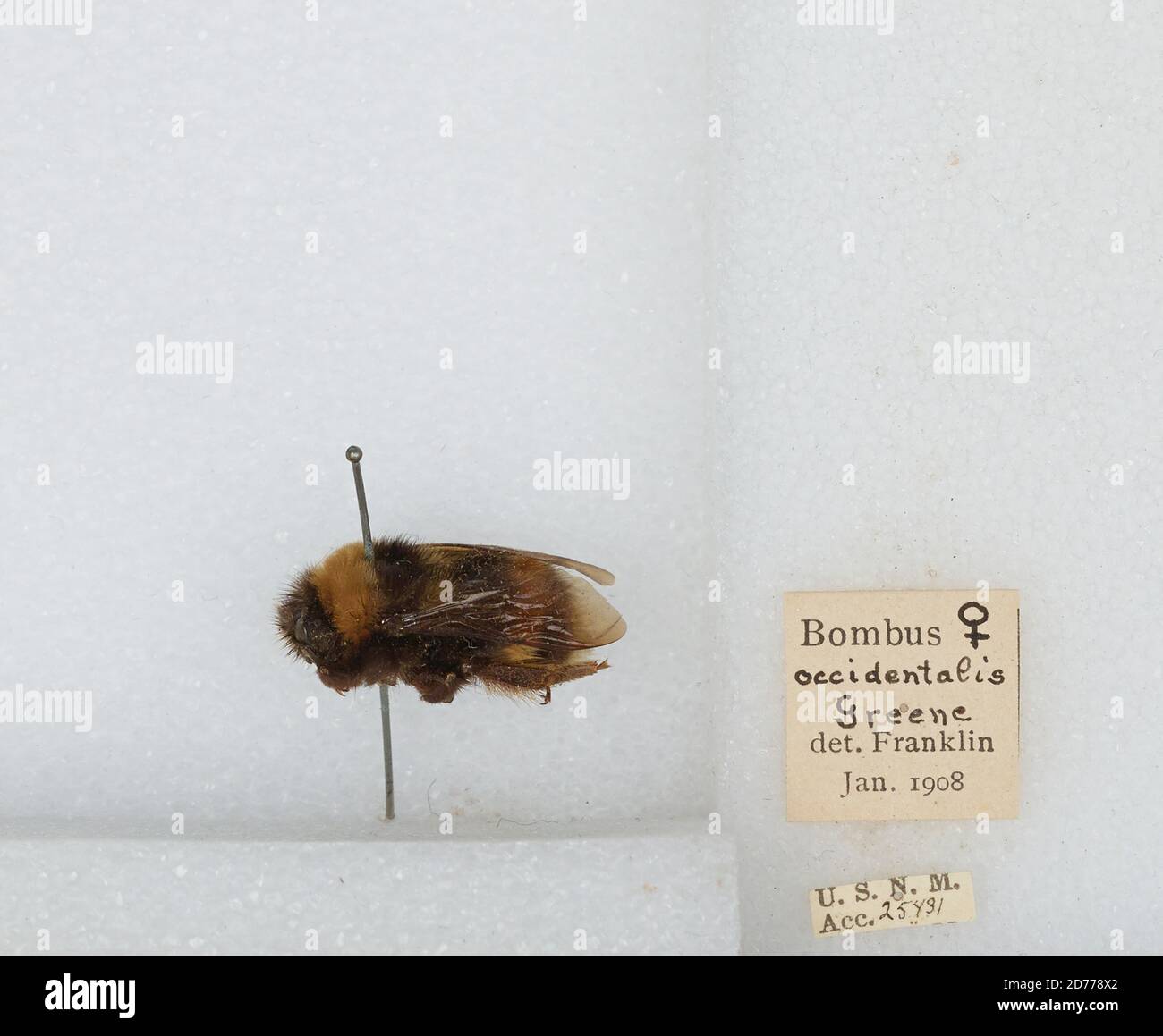 Bombus (Bombus) occidentalis Greene, Animalia, Arthropoda, Insecta ...
