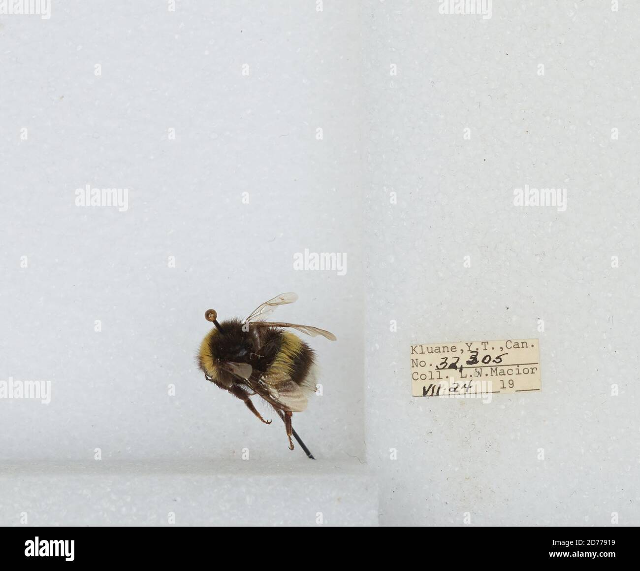 Kluane, Yukon Territory, Canada, Bombus (Bombus) lucorum (Linnaeus ...