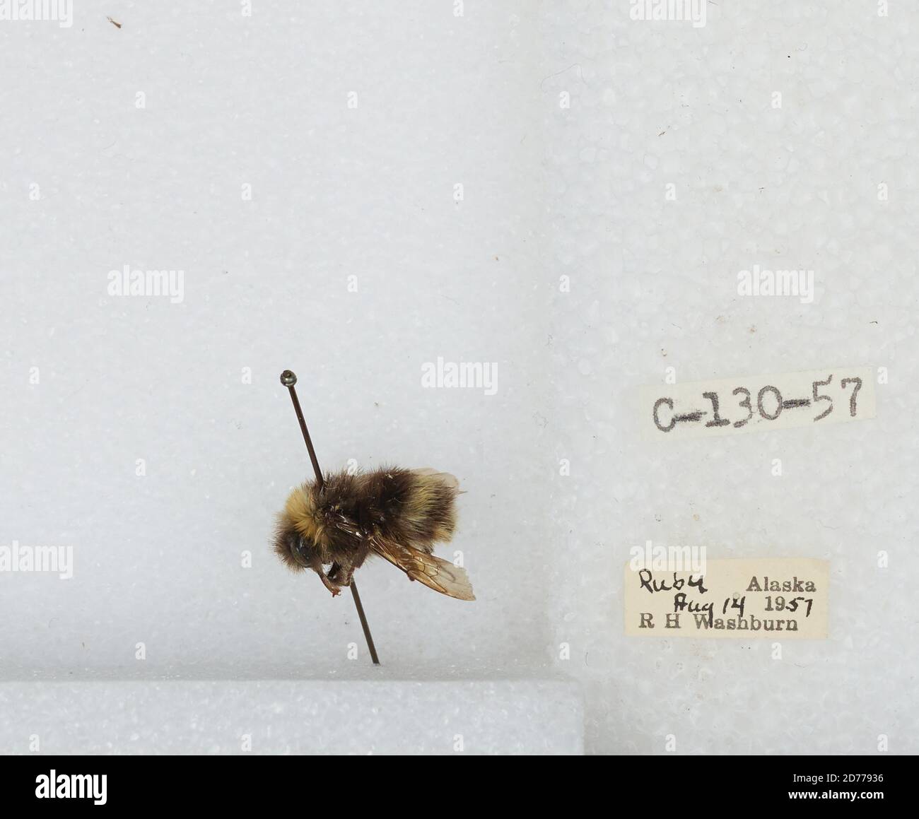 Ruby, Yukon-Koyukuk, Alaska, United States, Bombus (Bombus ...