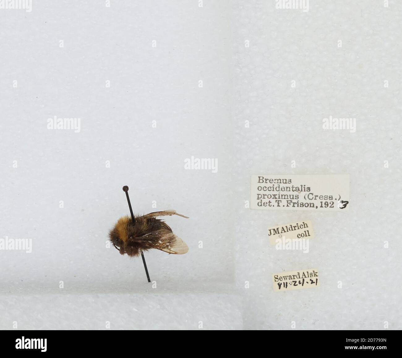 Seward, Kenai Peninsula, Alaska, United States, Bombus (Bombus ...