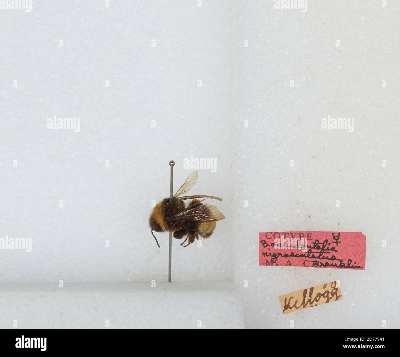Bombus (Bombus) occidentalis Greene, Animalia, Arthropoda, Insecta ...