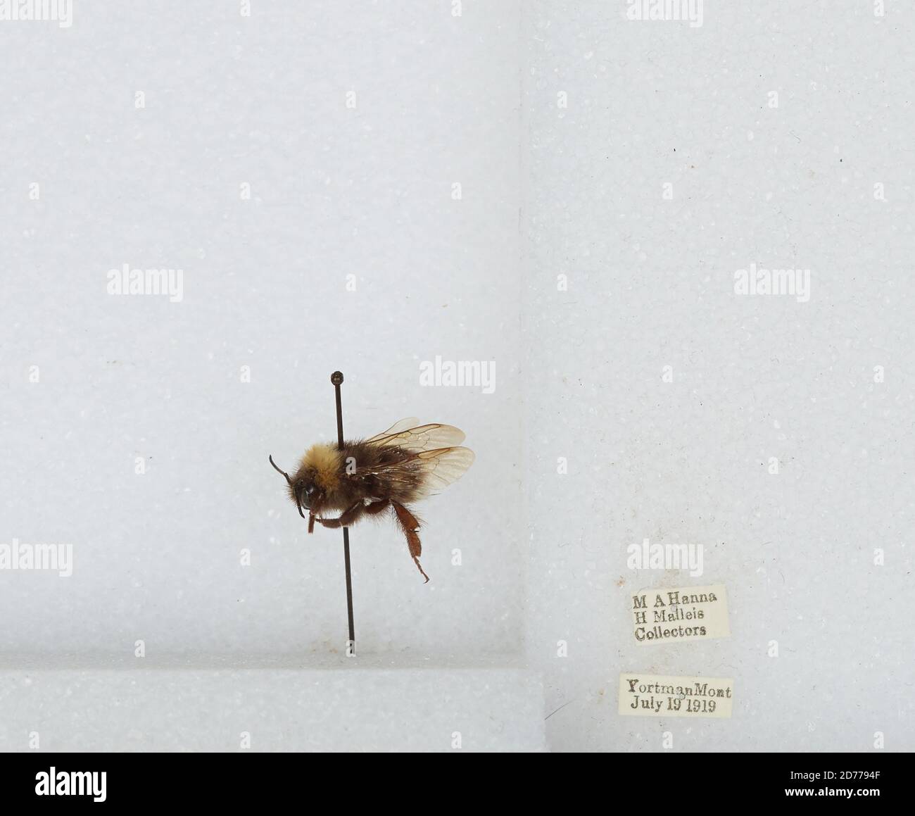 Zortman [Yortman], Phillips, Montana, United States, Bombus (Bombus ...