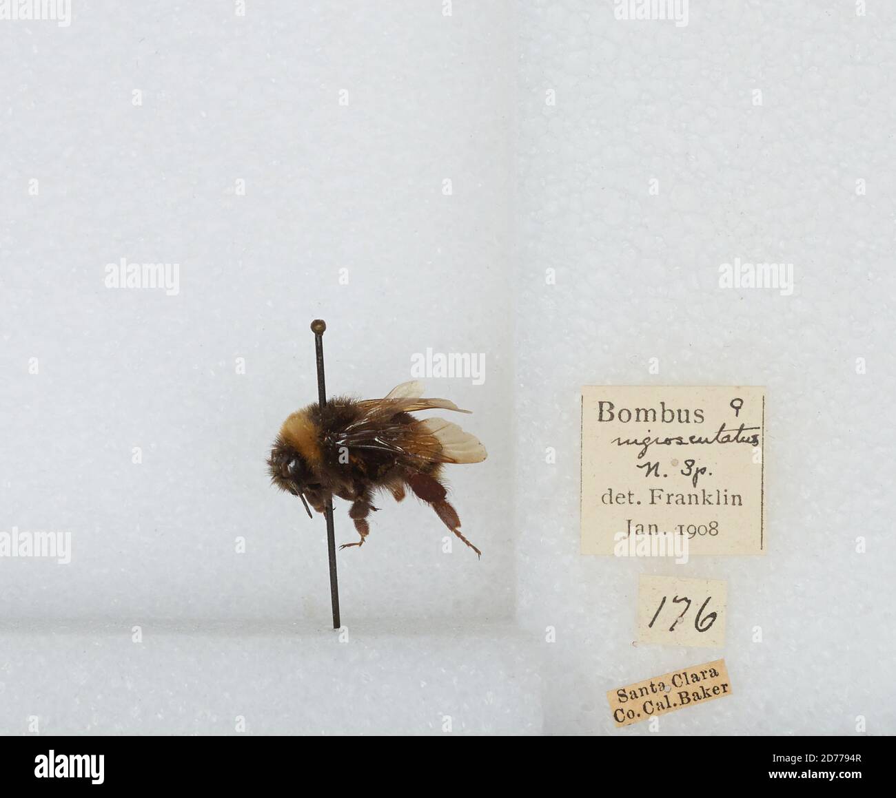 Santa Clara, California, United States, Bombus (Bombus) occidentalis ...