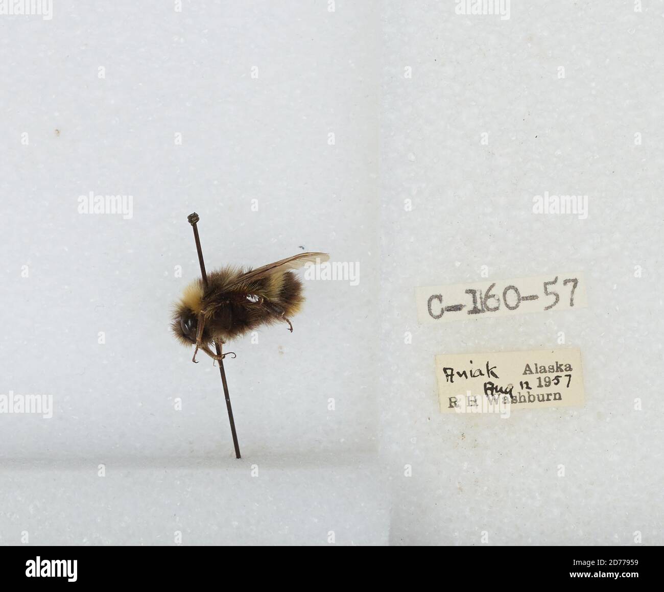Aniak, Bethel, Alaska, United States, Bombus (Bombus) occidentalis ...