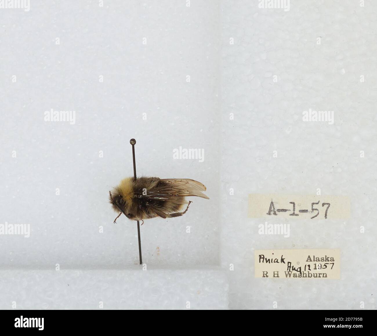Aniak, Bethel, Alaska, United States, Bombus (Bombus) occidentalis ...