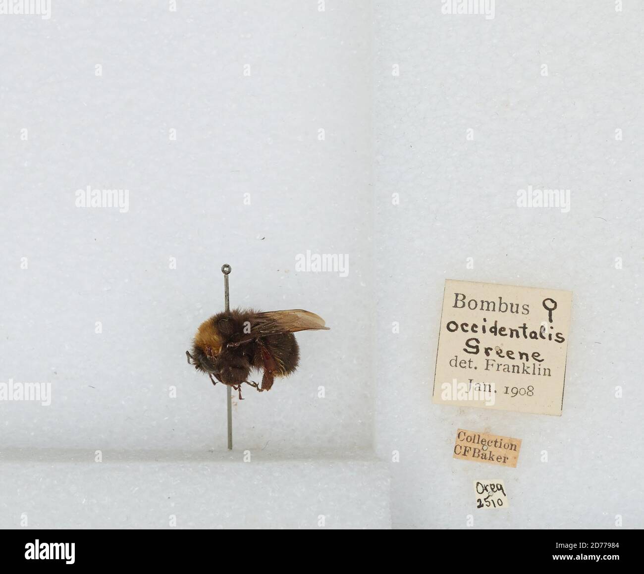 Oregon, United States, Bombus (Bombus) occidentalis Greene, Animalia ...