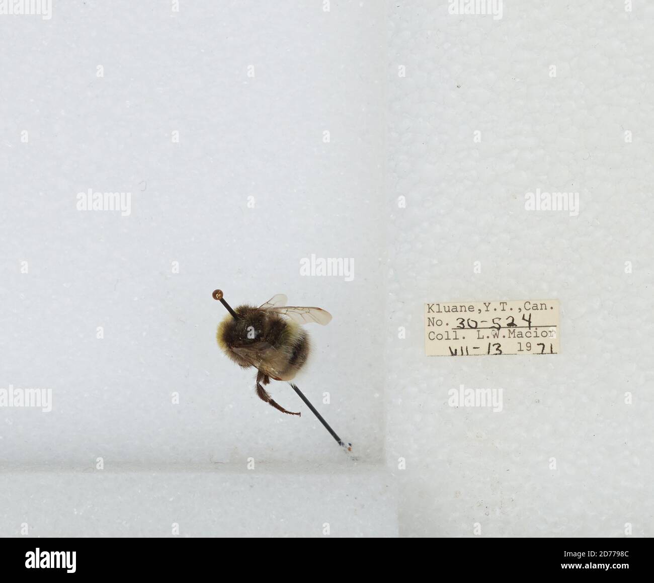 Kluane, Yukon Territory, Canada, Bombus (Bombus) lucorum (Linnaeus ...
