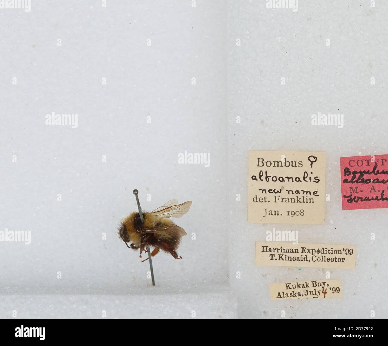 Kukak Bay, Kodiak Island, Alaska, United States, Bombus (Pyrobombus ...