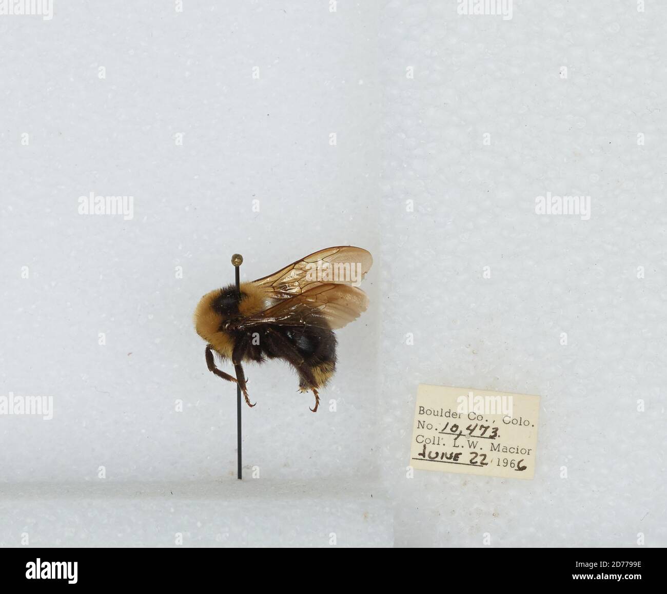 Boulder, Colorado, United States, Bombus (Psithyrus) insularis (Smith ...