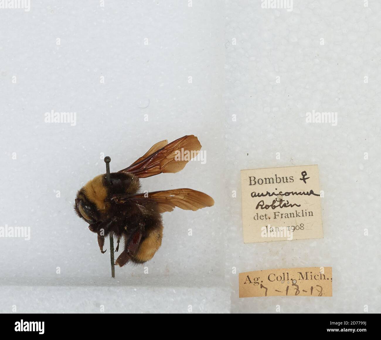 Bombus (Bombus) nevadensis Cresson, 1874, Animalia, Arthropoda, Insecta ...