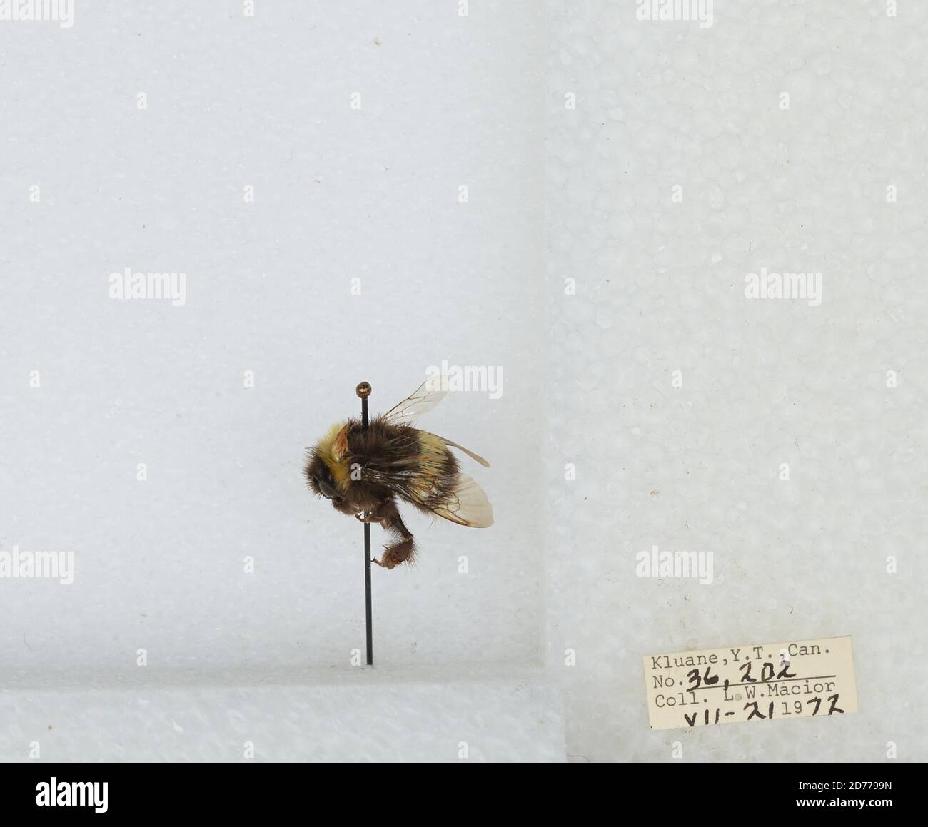 Kluane, Yukon Territory, Canada, Bombus (Bombus) lucorum (Linnaeus ...