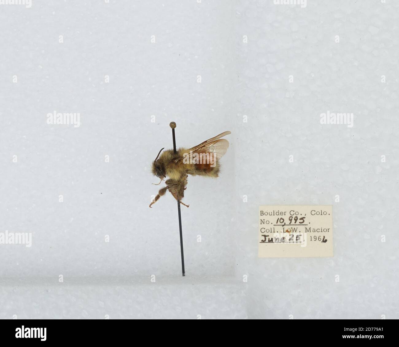 Boulder, Colorado, United States, Bombus (Pyrobombus) melanopygus ...