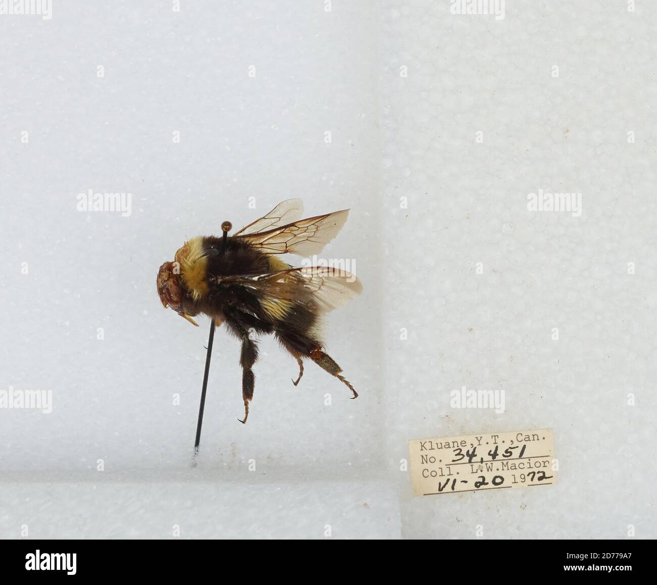 Kluane, Yukon Territory, Canada, Bombus (Bombus) lucorum (Linnaeus ...