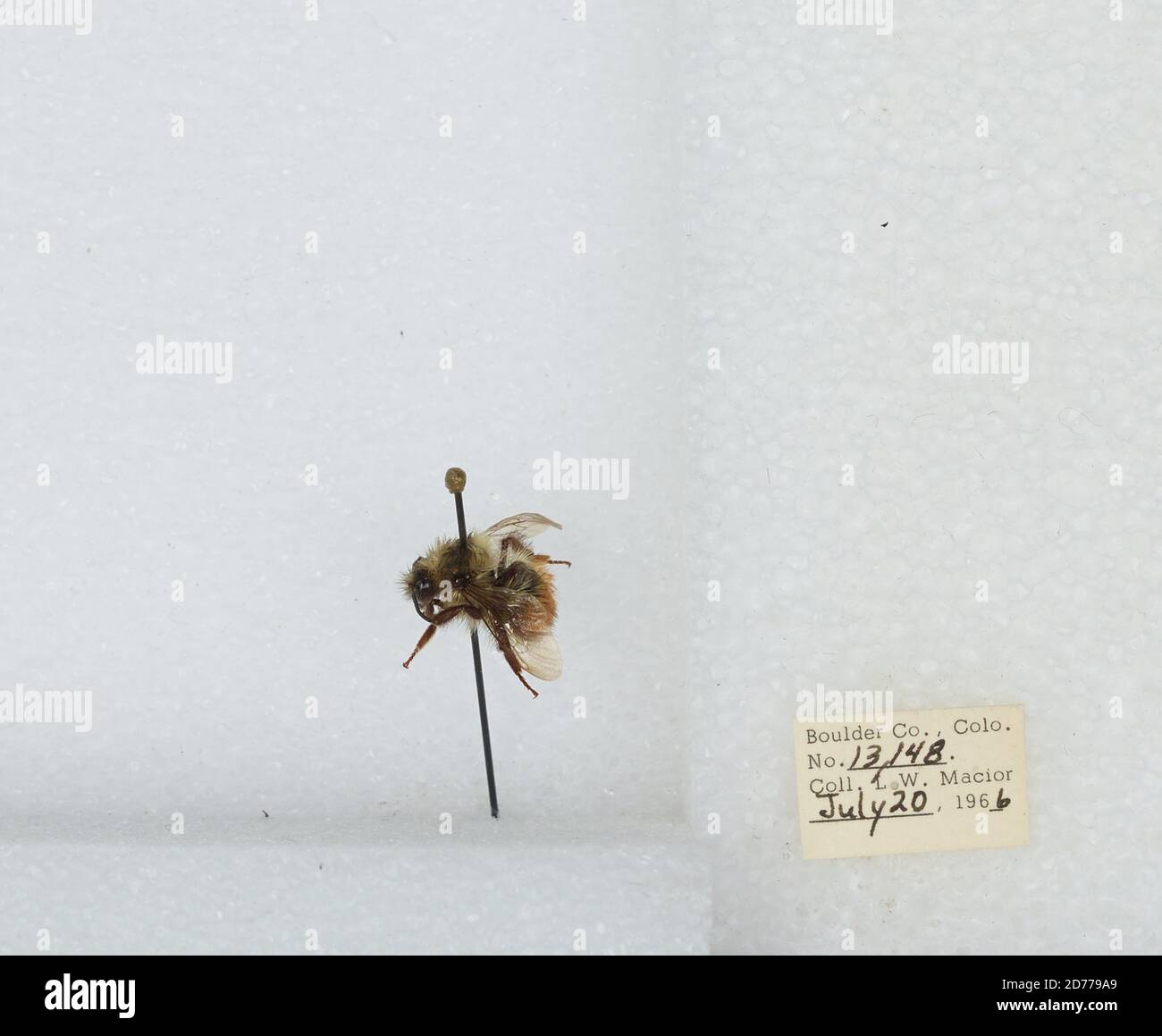 Boulder, Colorado, United States, Bombus (Pyrobombus) melanopygus ...