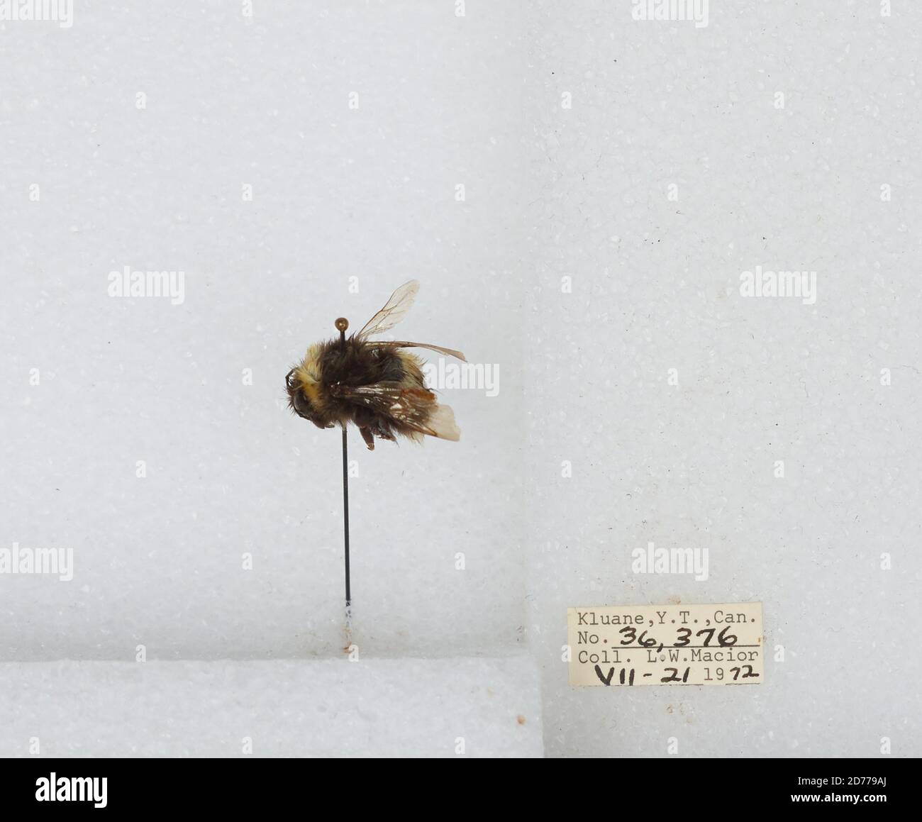 Kluane, Yukon Territory, Canada, Bombus (Bombus) lucorum (Linnaeus ...