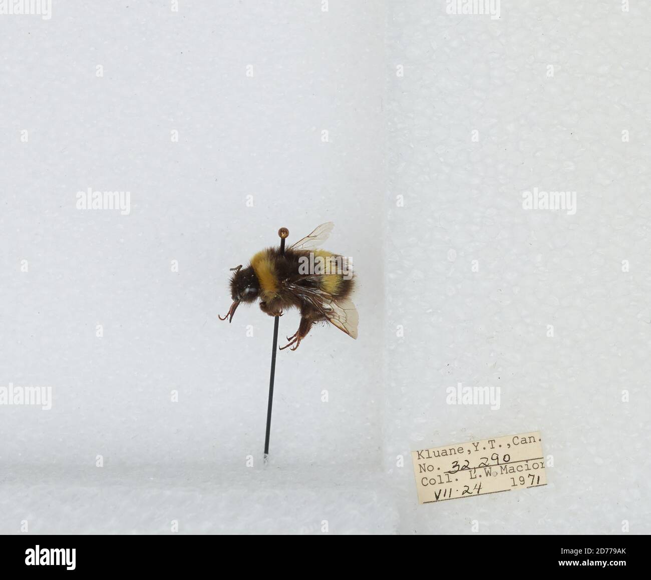 Kluane, Yukon Territory, Canada, Bombus (Bombus) lucorum (Linnaeus ...