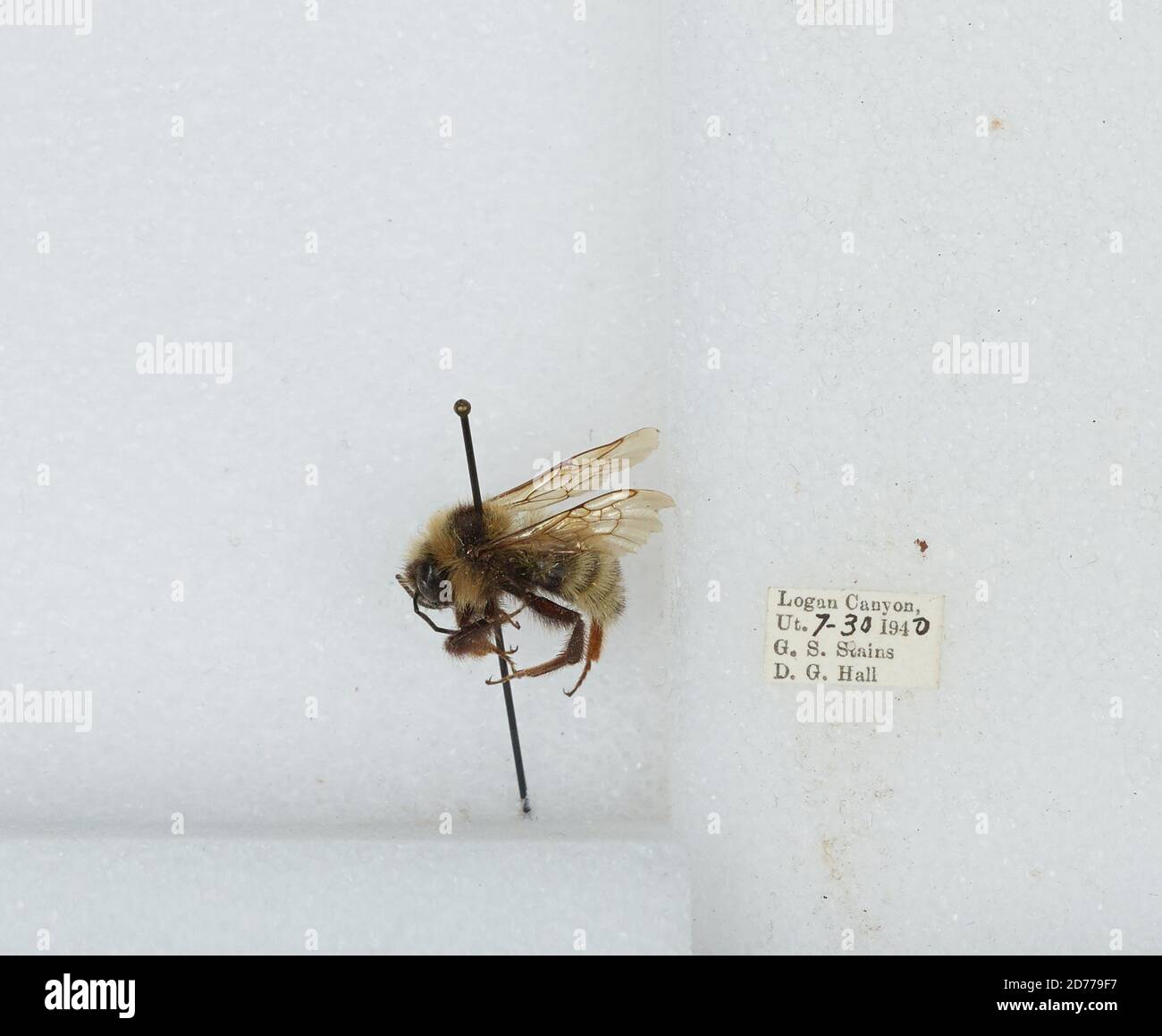 Logan Canyon, Cache, Utah, United States, Bombus (Psithyrus) insularis ...