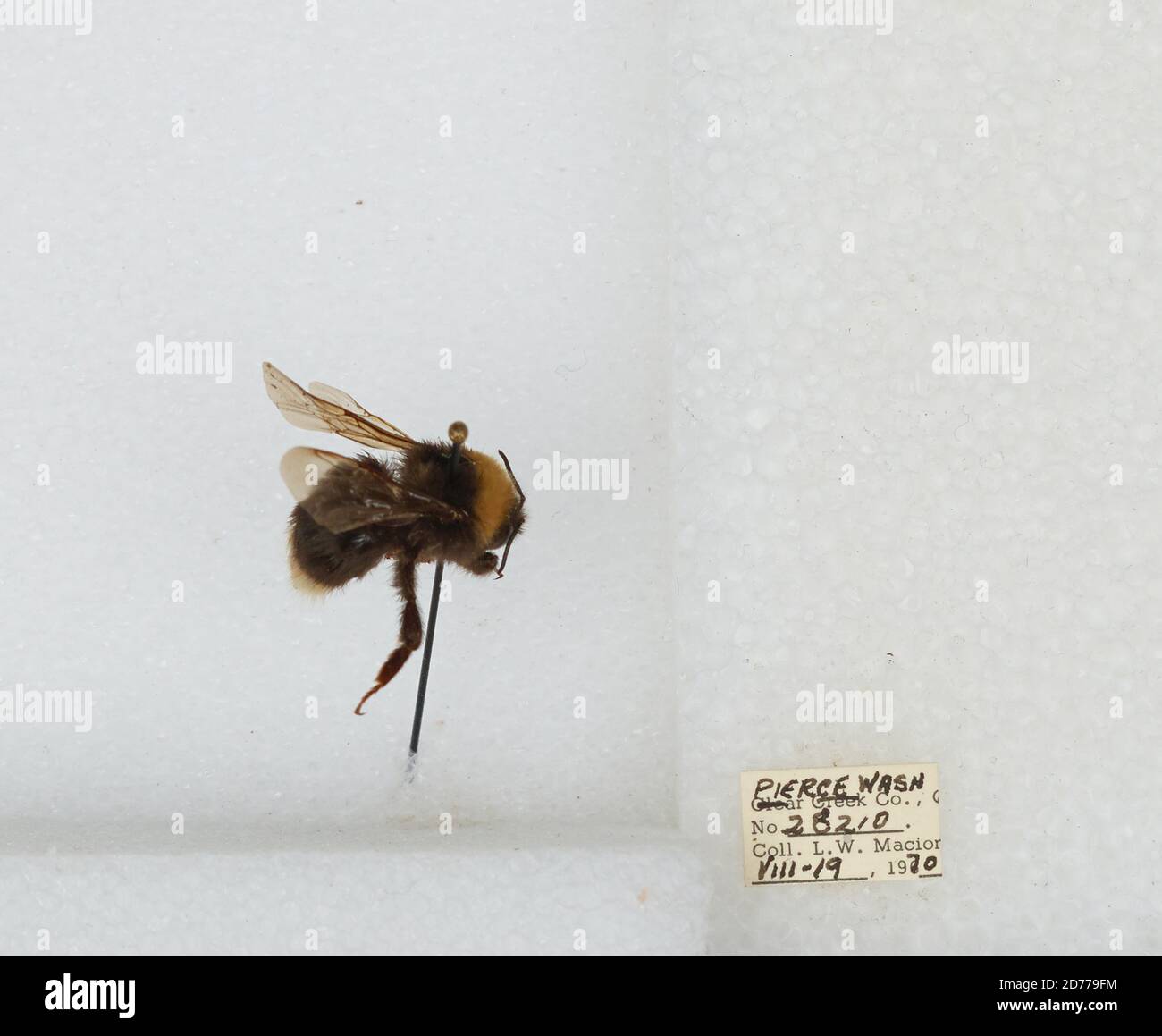 Pierce, Washington, United States, Bombus (Bombus) occidentalis Greene ...