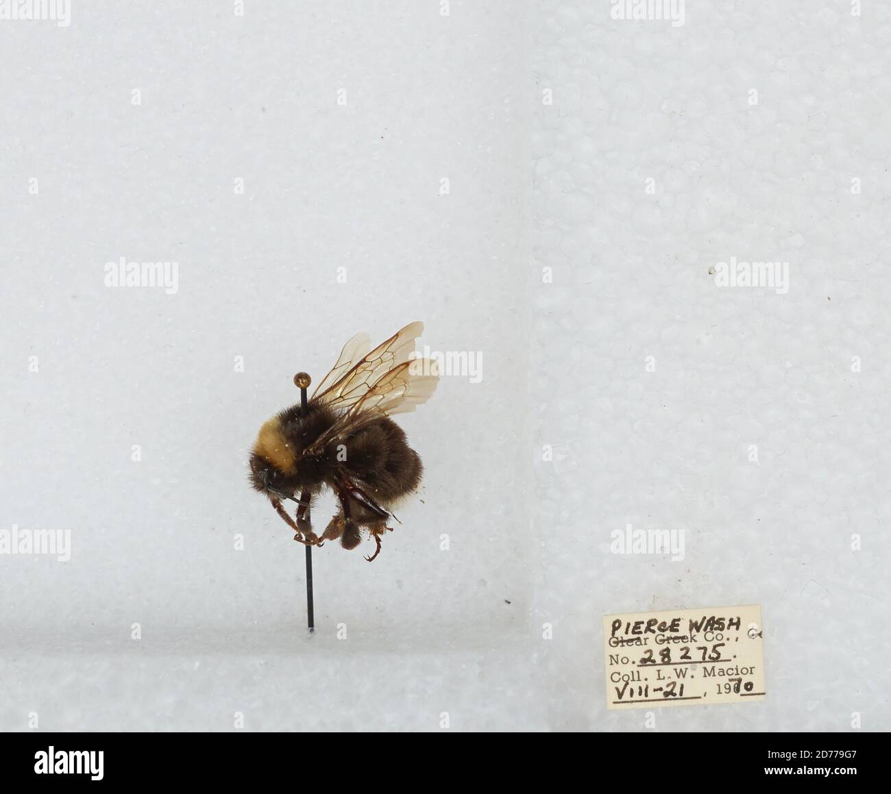 Pierce, Washington, United States, Bombus (Bombus) occidentalis Greene ...
