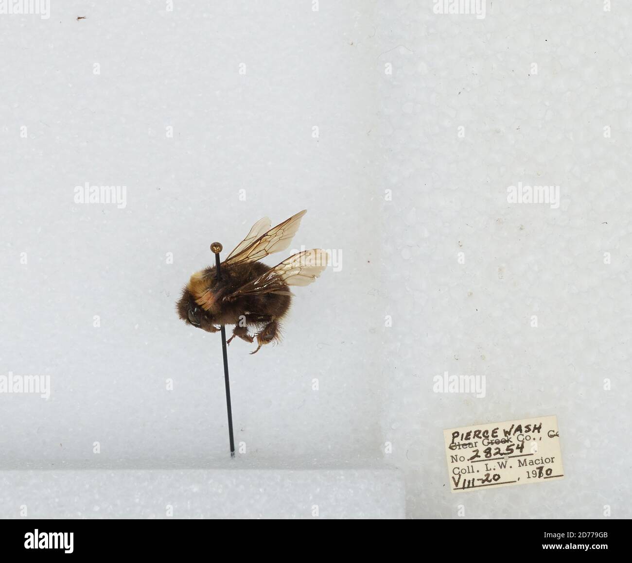 Pierce, Washington, United States, Bombus (Bombus) occidentalis Greene ...