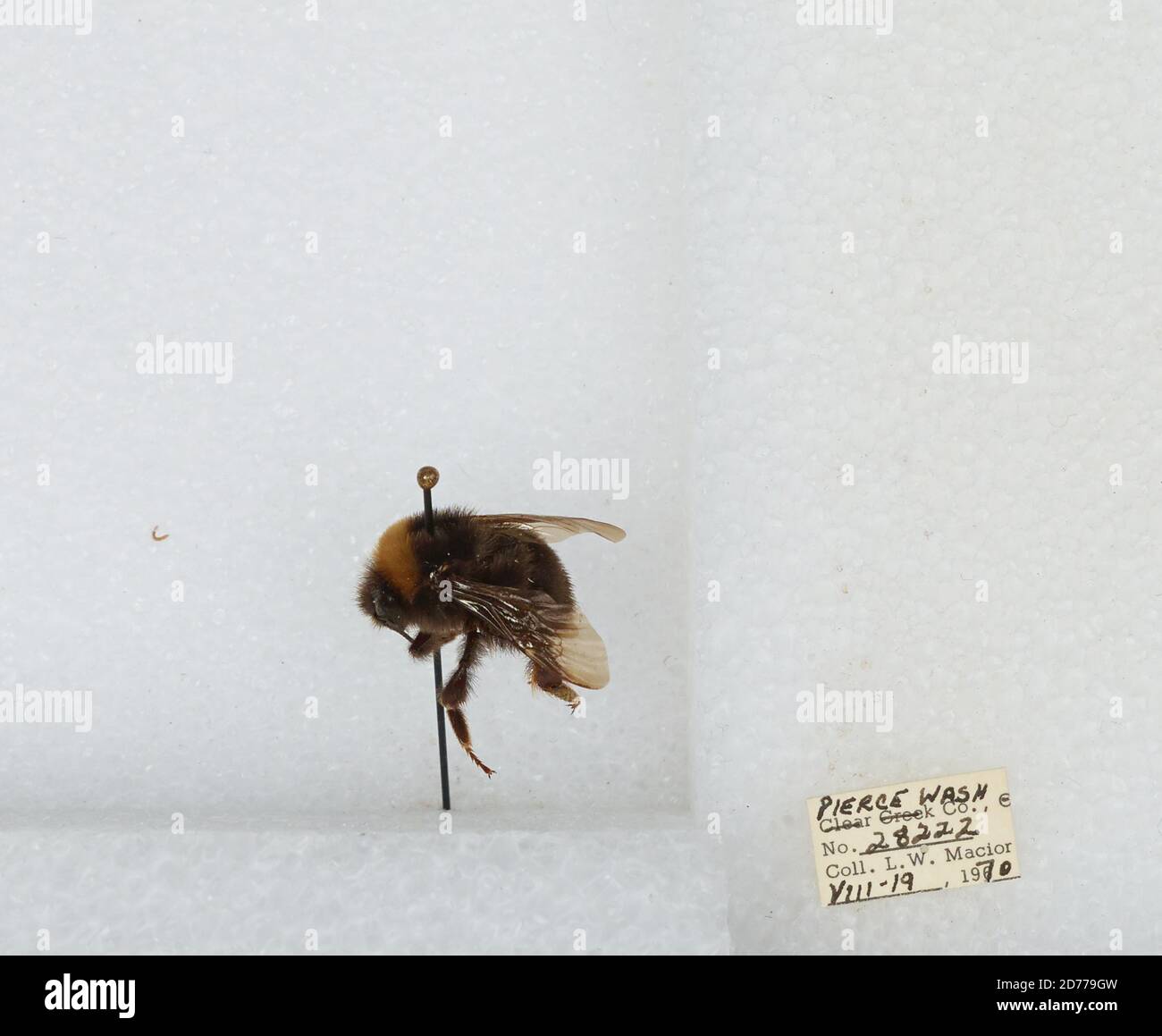 Pierce, Washington, United States, Bombus (Bombus) occidentalis Greene ...