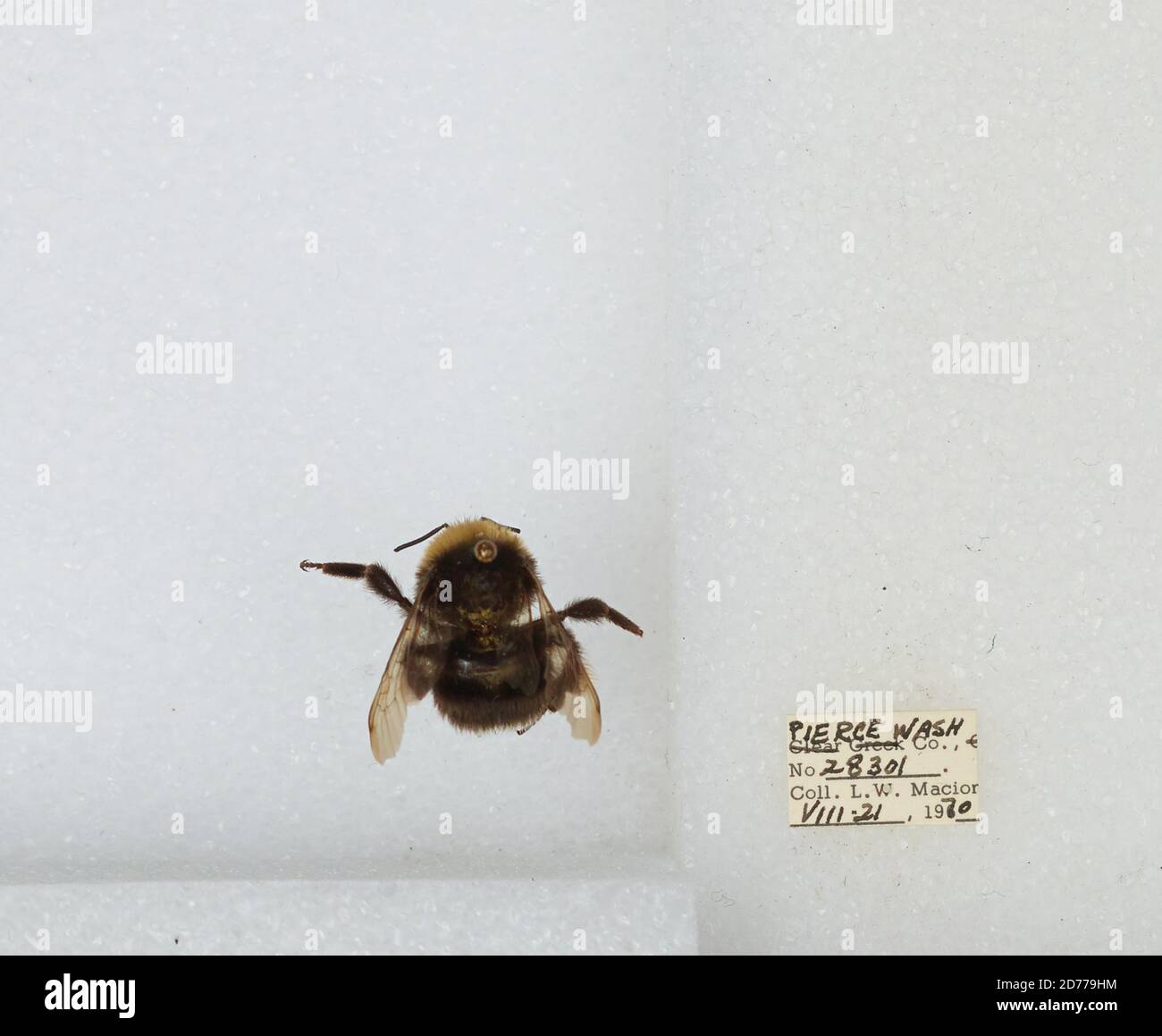 Pierce, Washington, United States, Bombus (Bombus) occidentalis Greene ...