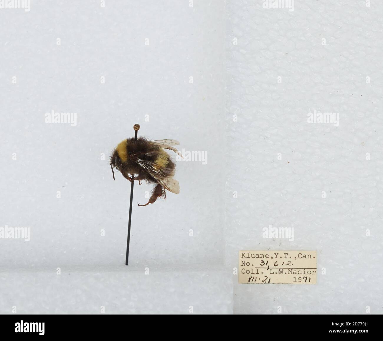 Kluane, Yukon Territory, Canada, Bombus (Bombus) lucorum (Linnaeus ...