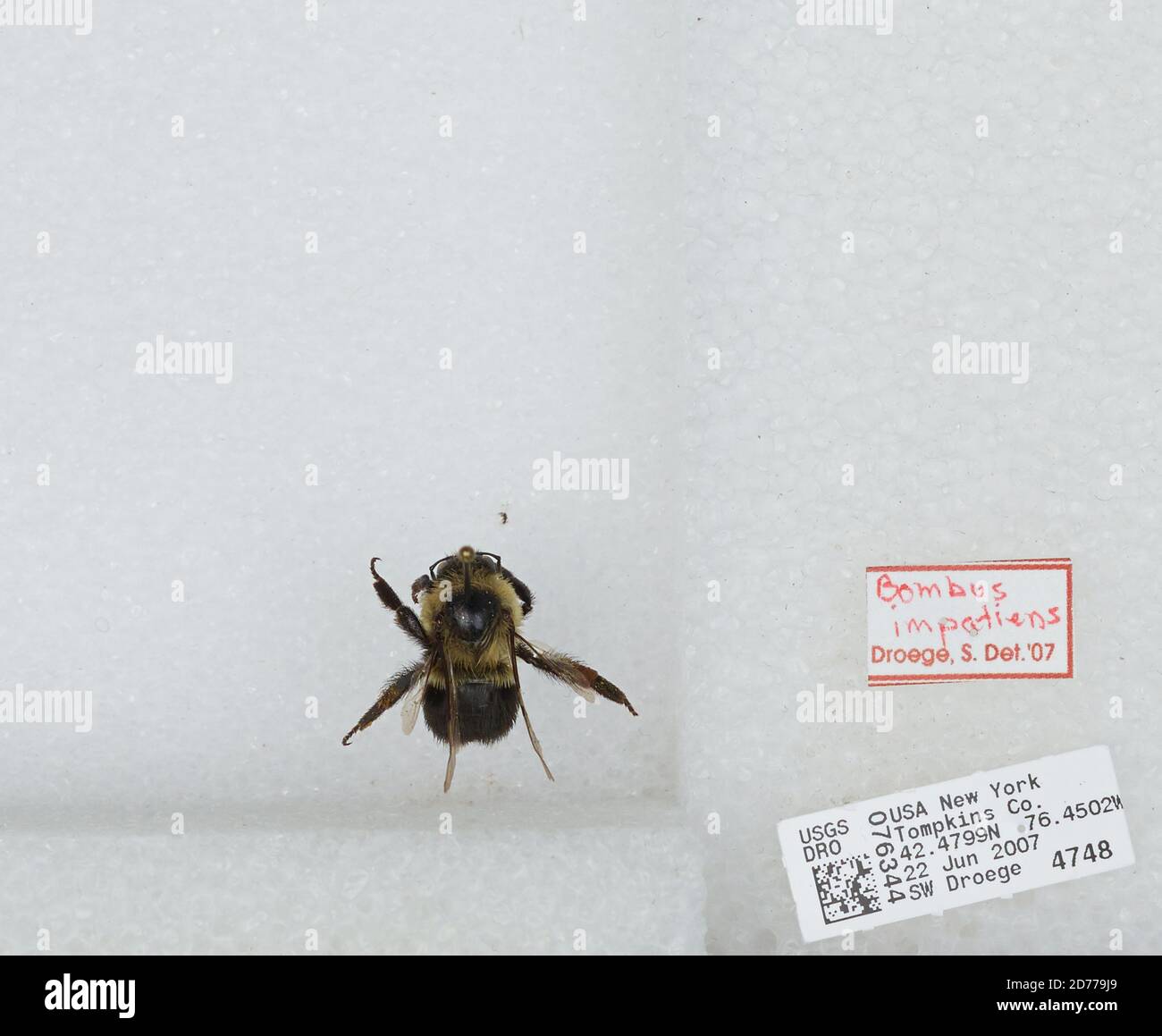 Tompkins, New York, United States, Bombus (Pyrobombus) impatiens ...