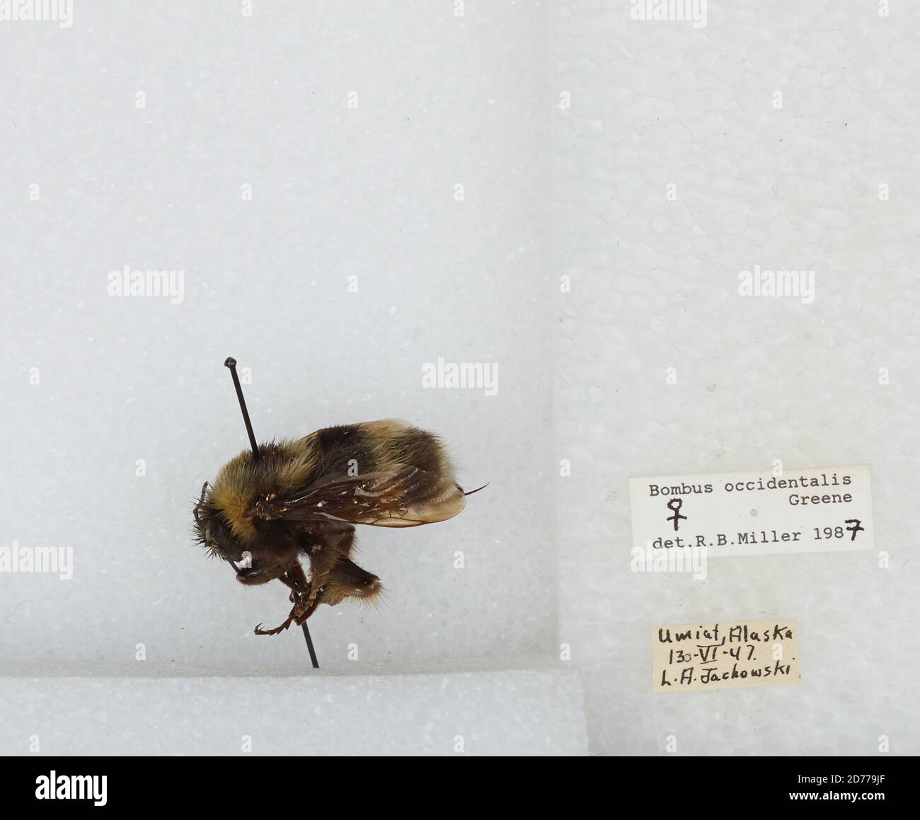 Umiat, North Slope, Alaska, United States, Bombus (Bombus) occidentalis ...