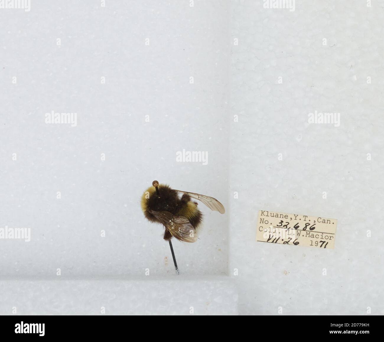 Kluane, Yukon Territory, Canada, Bombus (Bombus) lucorum (Linnaeus ...
