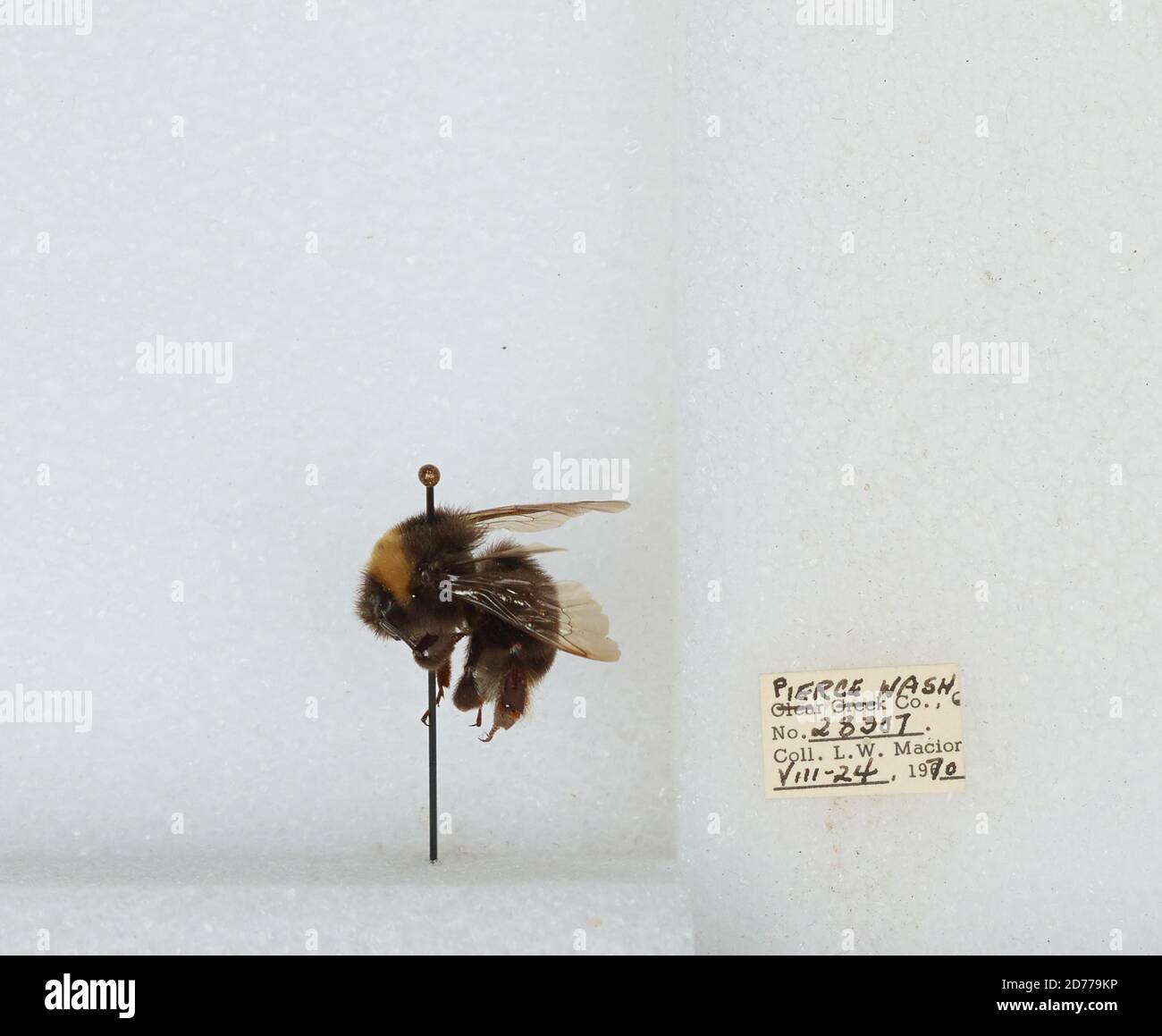 Pierce, Washington, United States, Bombus (Bombus) occidentalis Greene ...