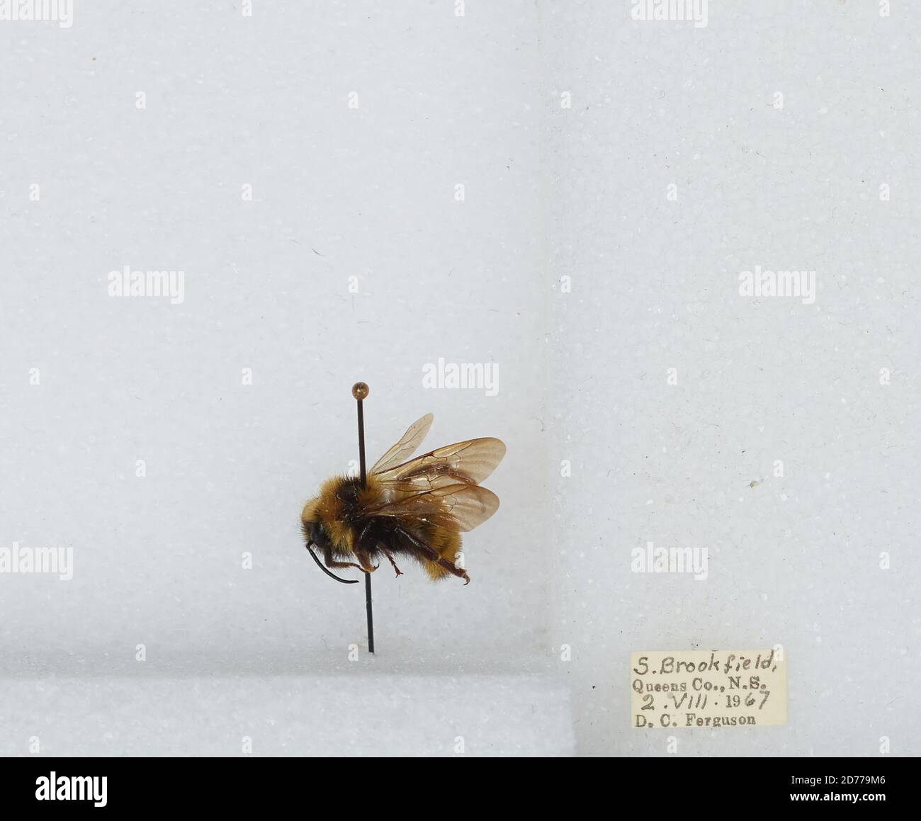 South Brookfield, Queens, Nova Scotia, Canada, Bombus (Psithyrus ...