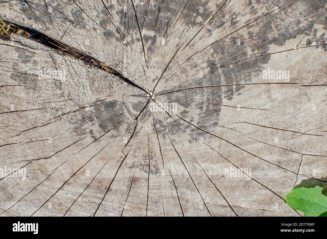 A cut of the trunk of an old tree, background, texture Stock Photo - Alamy