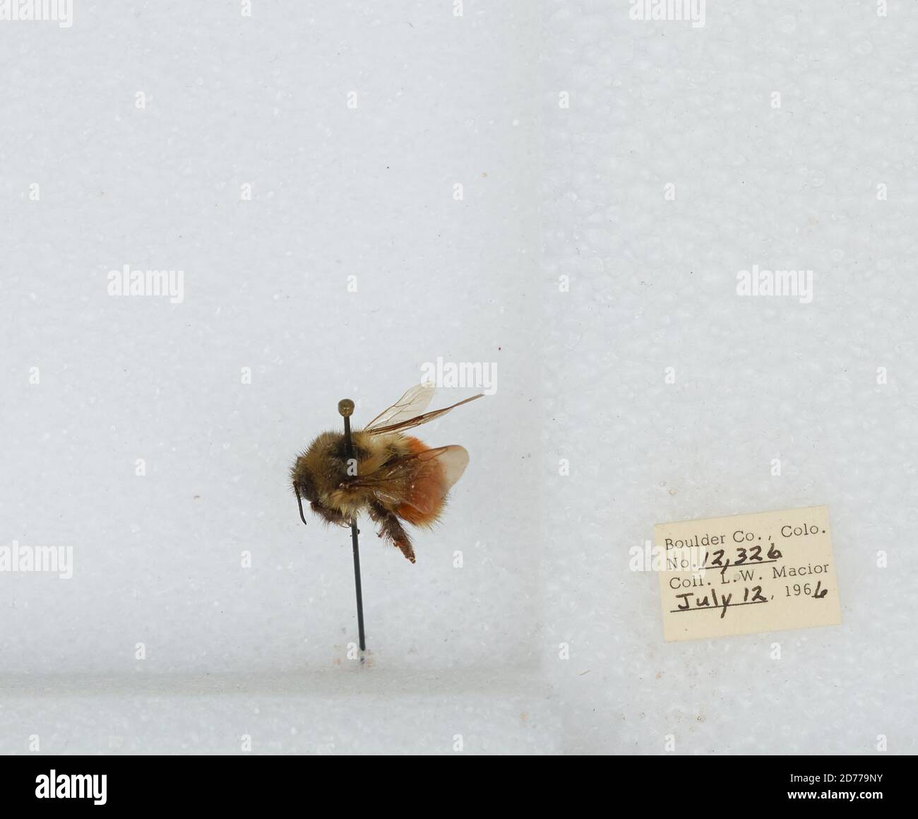 Boulder, Colorado, United States, Bombus (Pyrobombus) melanopygus ...