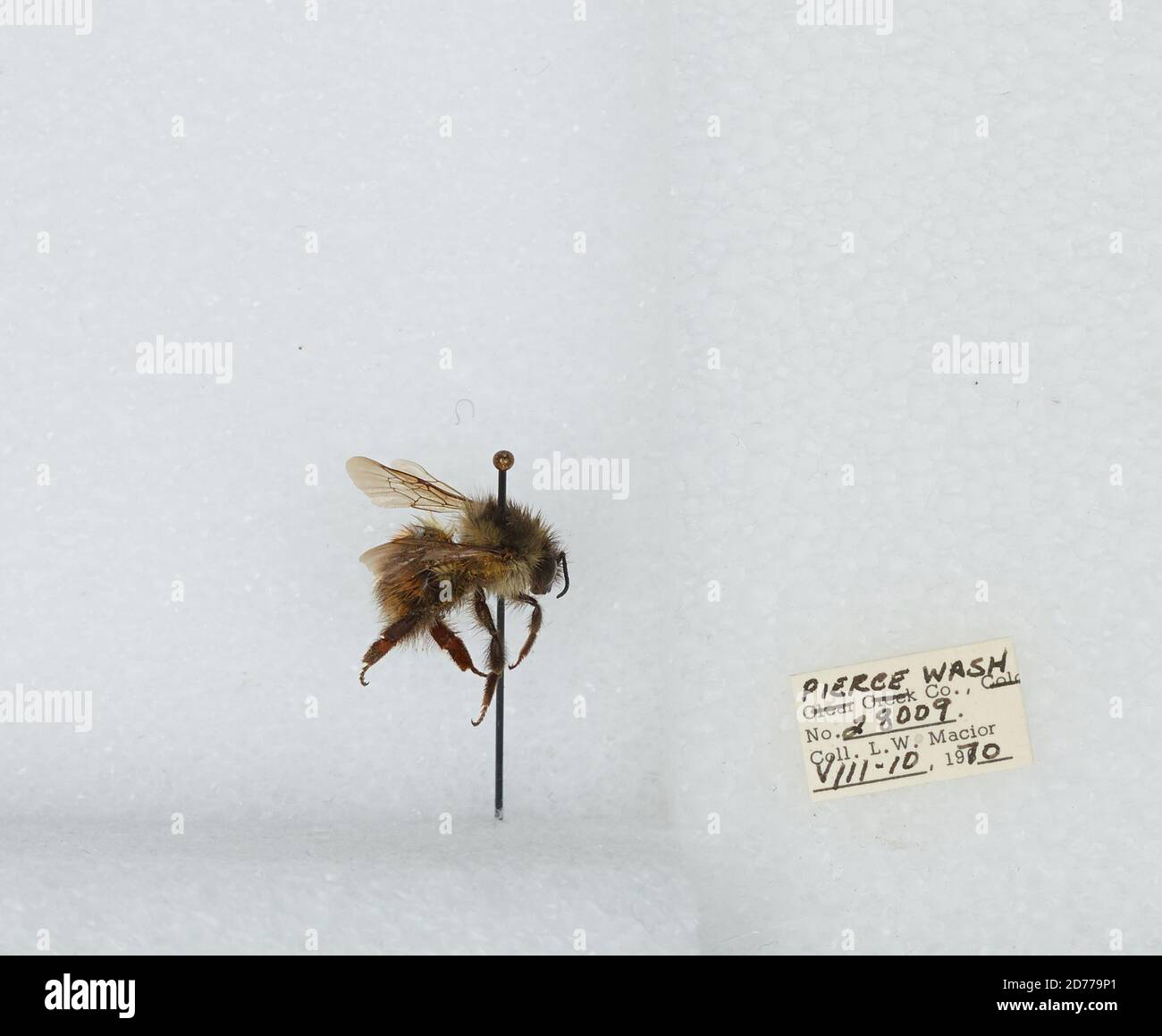 Pierce, Washington, United States, Bombus (Pyrobombus) melanopygus ...