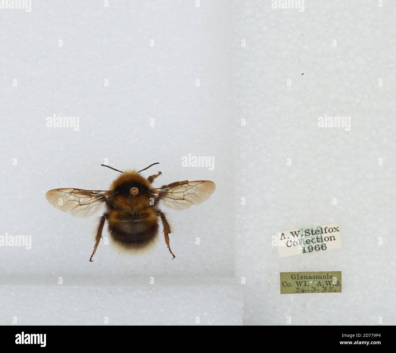 Ireland, Bombus (Bombus) lucorum (Linnaeus), Animalia, Arthropoda ...