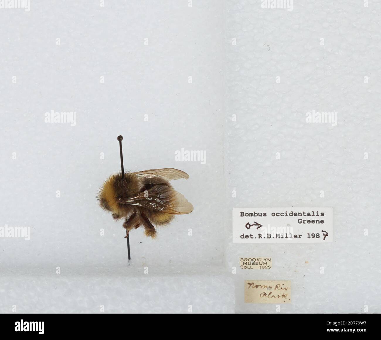 Seward Peninsula, Nome River, Nome, Alaska, United States, Bombus ...