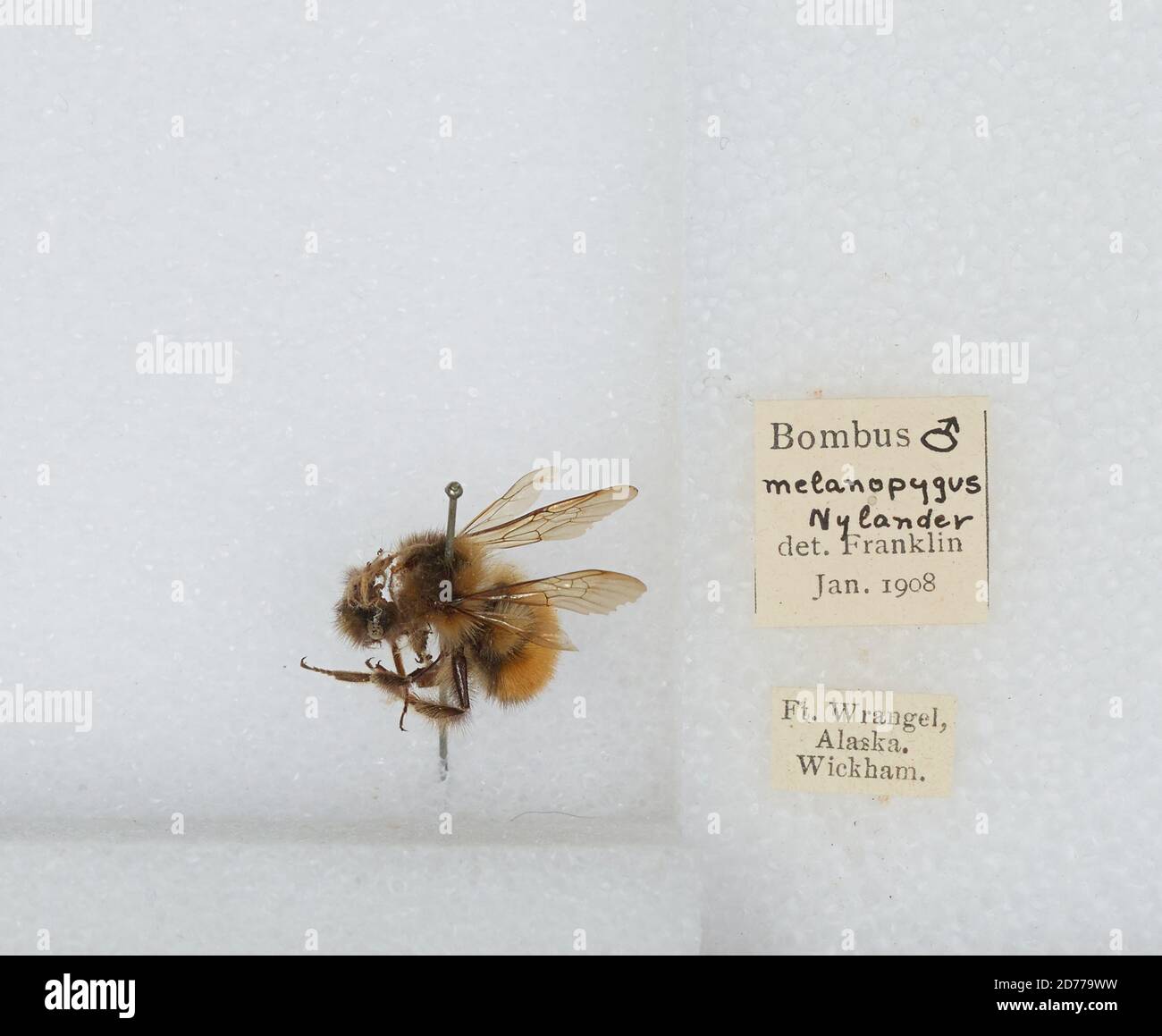 Fort Wrangel, Wrangell, Alaska, United States, Bombus (Pyrobombus ...