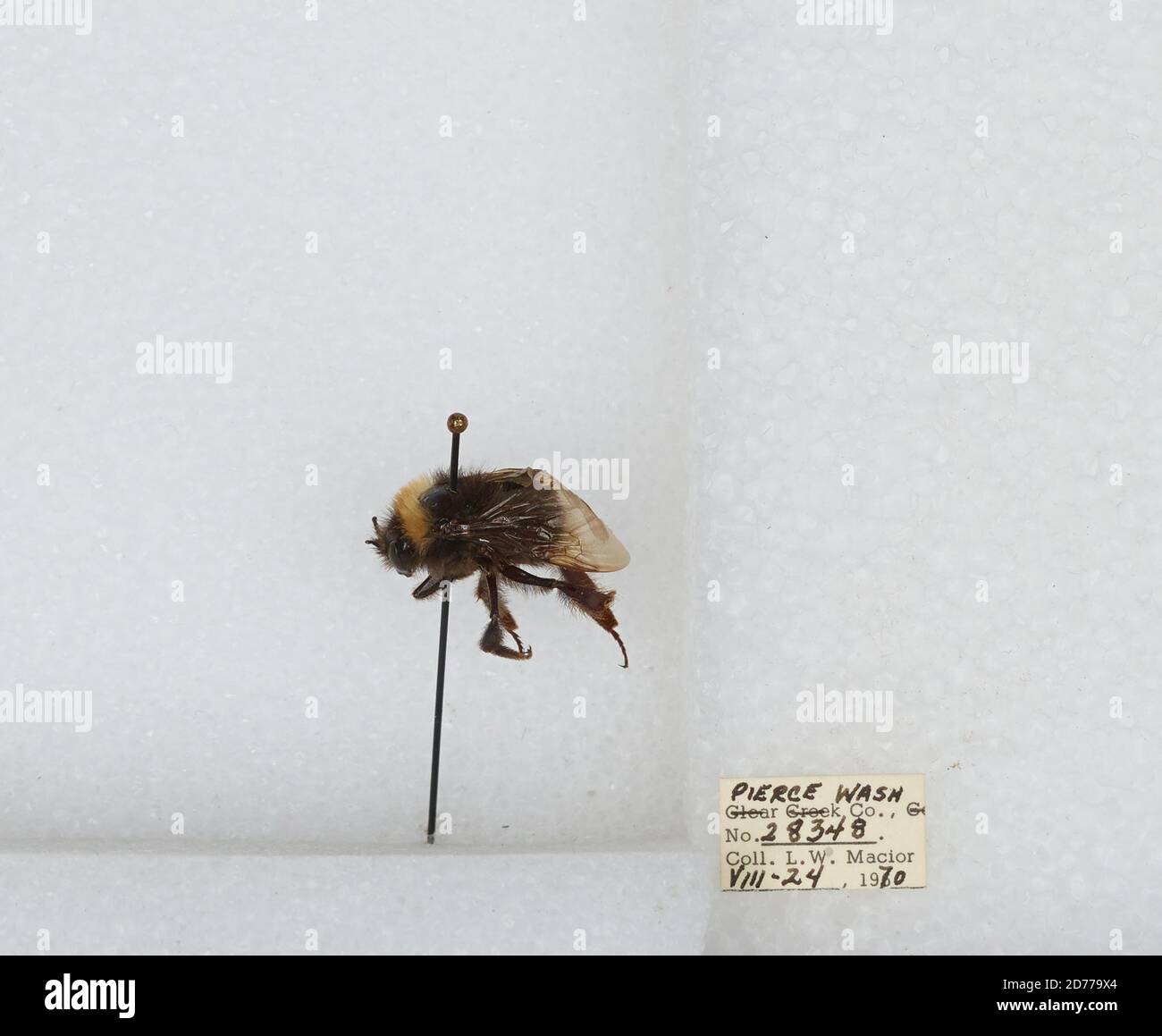 Pierce, Washington, United States, Bombus (Bombus) occidentalis Greene ...