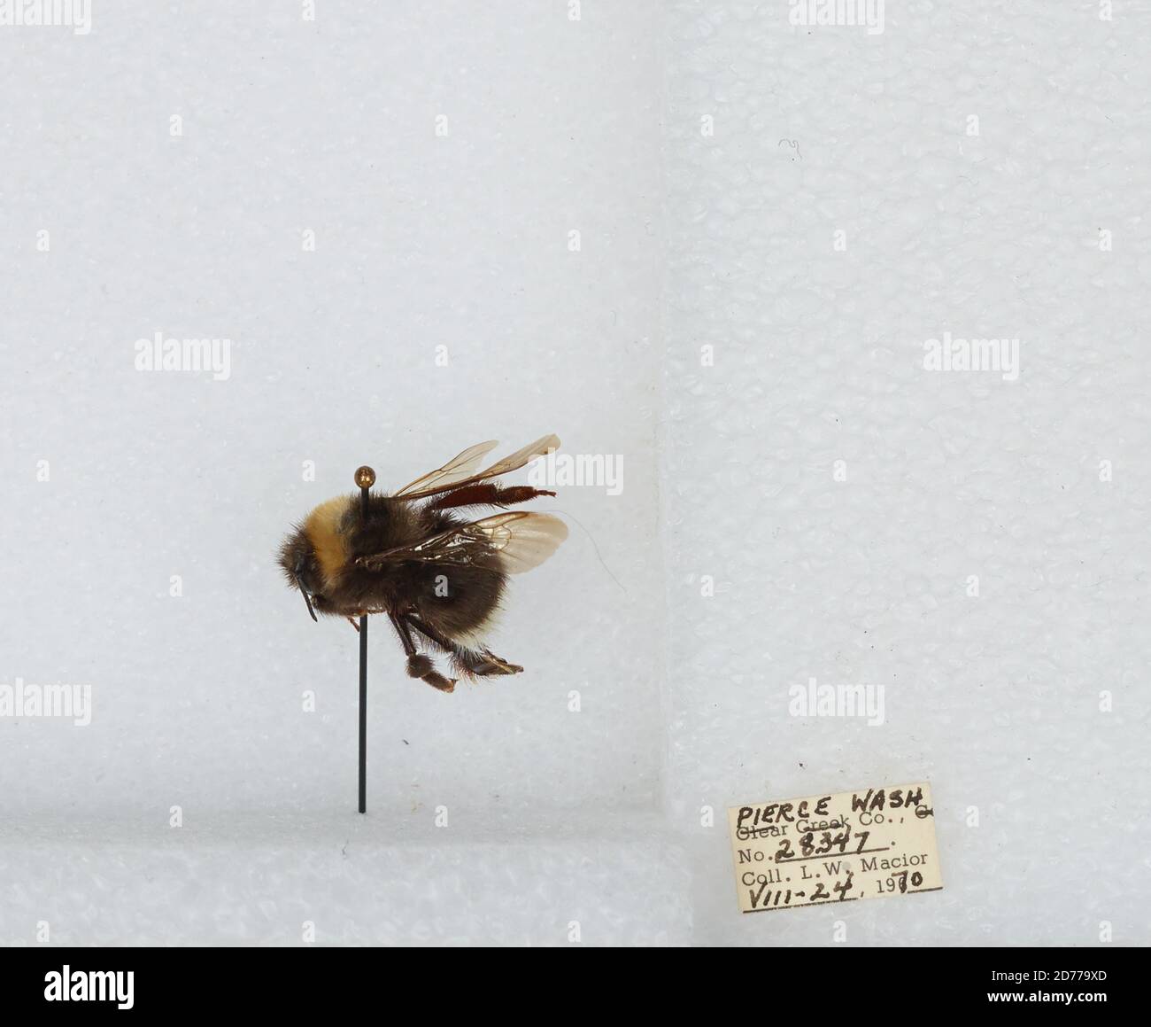 Pierce, Washington, United States, Bombus (Bombus) occidentalis Greene ...