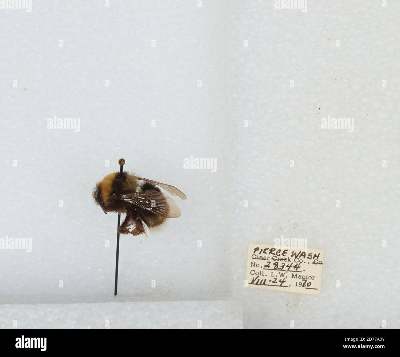 Pierce, Washington, United States, Bombus (Bombus) occidentalis Greene ...