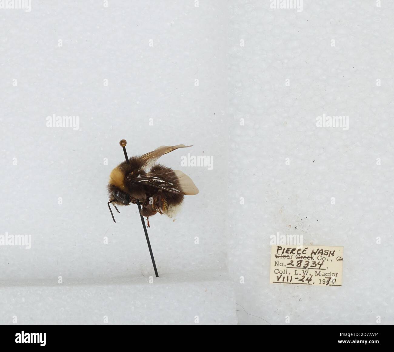 Pierce, Washington, United States, Bombus (Bombus) occidentalis Greene ...