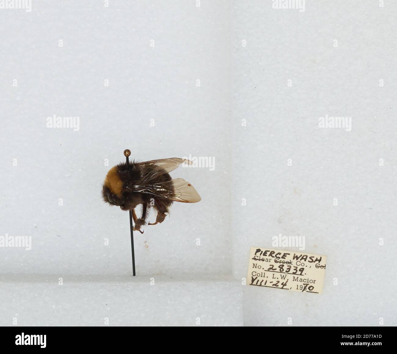Pierce, Washington, United States, Bombus (Bombus) occidentalis Greene ...